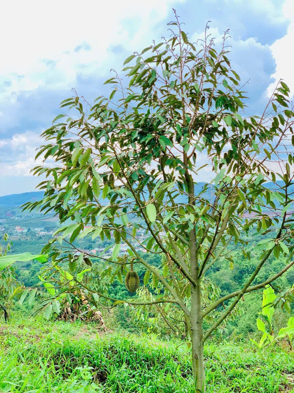 Vòng tới vòng lui cạn vốn bán gấp 1700m2 Ven Đà Lạt Chỉ 502tr