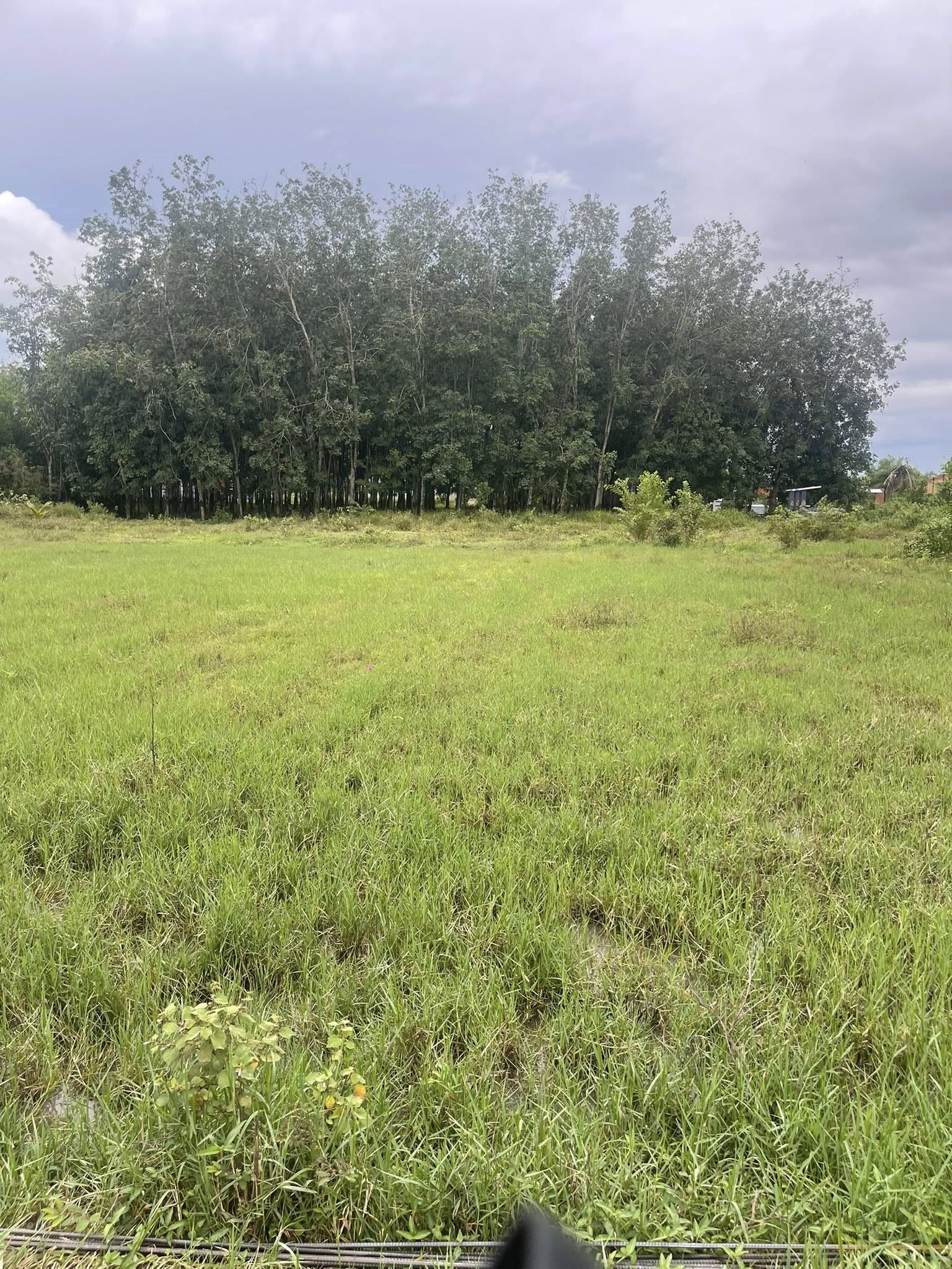 🌿 ĐẤT ĐẸP – GIÁ TỐT – NGAY KHU DÂN CƯ ĐÔNG ĐÚC – GÒ DẦU GIÁ 435TR FULL THỔ🌿