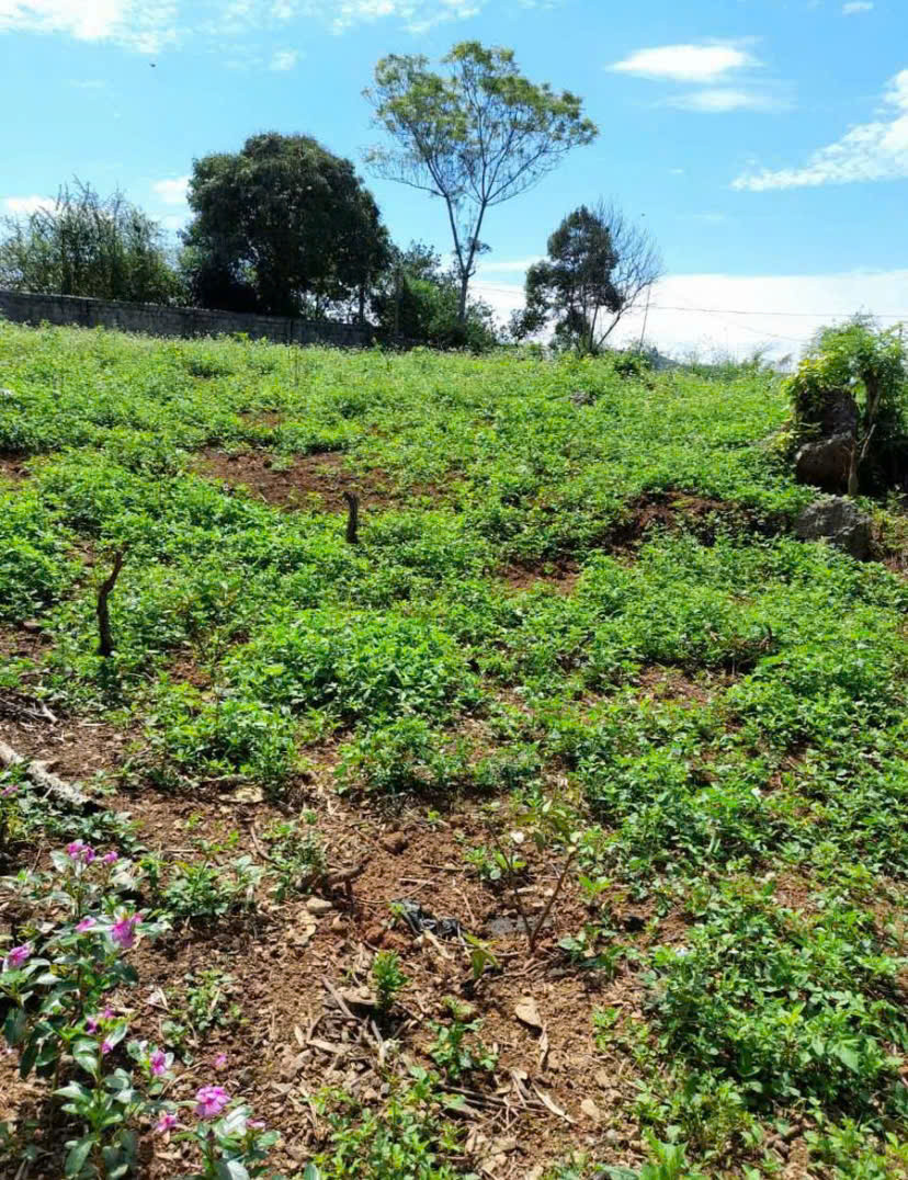 Chính chủ F0 cần cắt bán khoảng 200m có 200m ONT tại Thu Phong, Cao ...