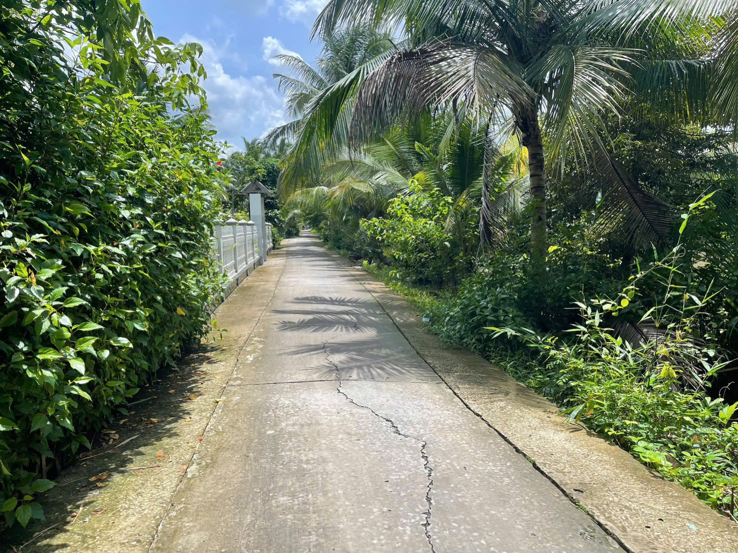 🏠Bán Hơn 30 Công Măng Cụt 15 Năm Tuổi, Lộ Ô Tô View Sông (Cách Trung ...