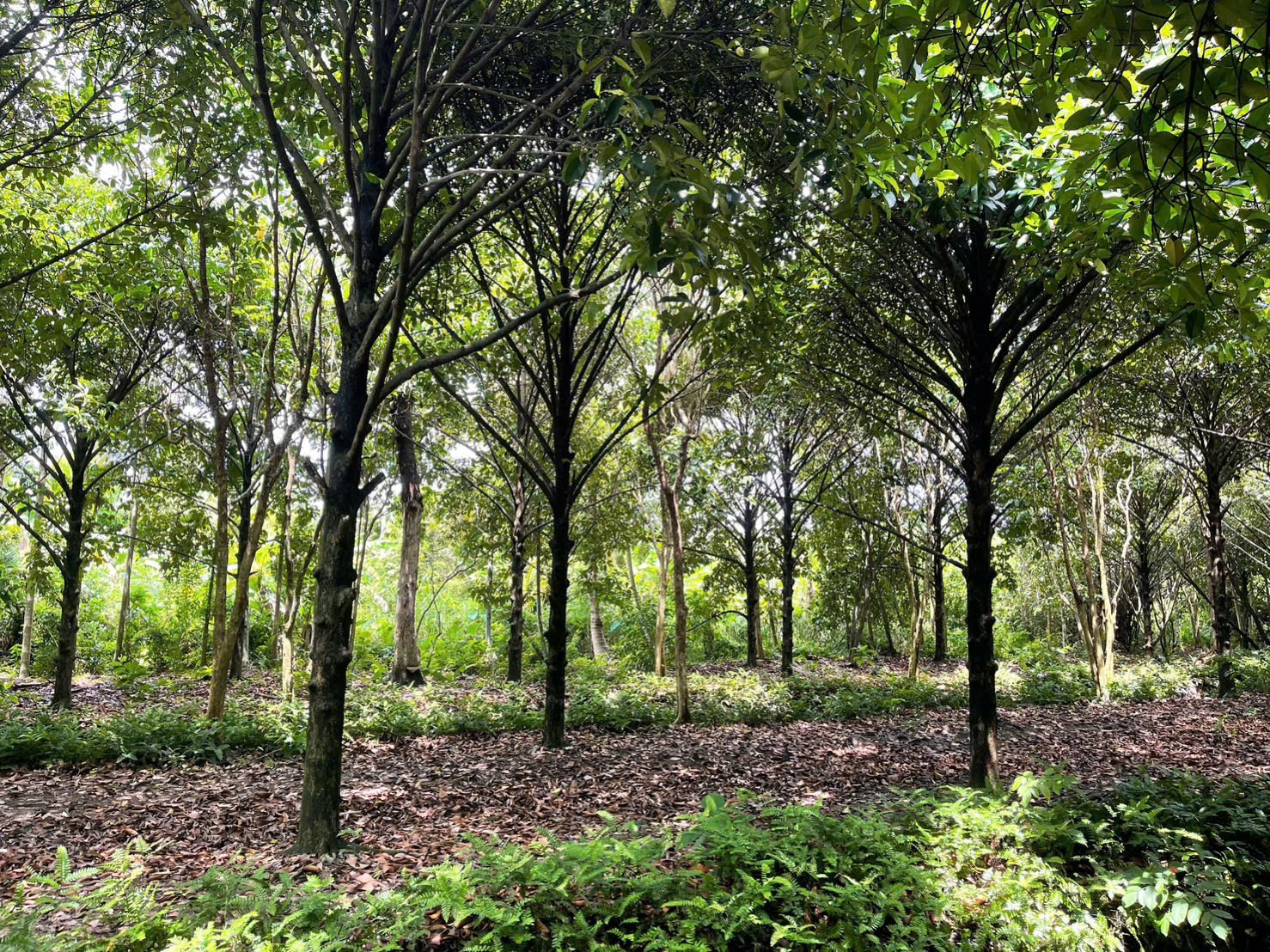 🏠Bán Hơn 30 Công Măng Cụt 15 Năm Tuổi, Lộ Ô Tô View Sông (Cách Trung ...