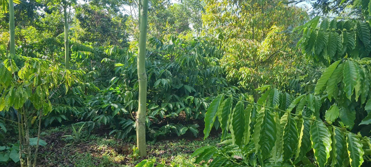 Đất thổ cư nở hậu ngang 7,3m giá 239 triệu Xã Dray Bhăng