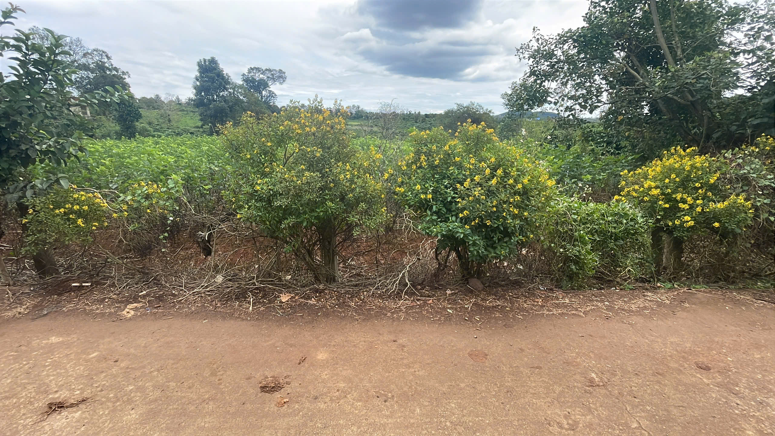 Lô đất 2 mặt tiền bê tông lớn quy hoạch FULL Thổ Cư tại Đức Trọng ...