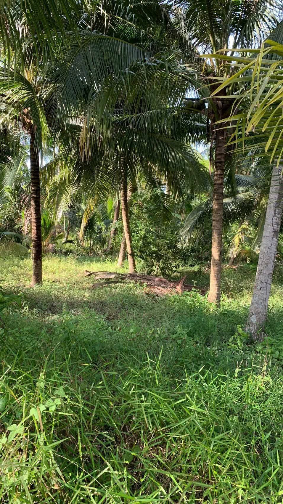 Đất vườn kinh Doanh mặt tiền sông thanh tân mỏ cày view sông hàm luôn ...