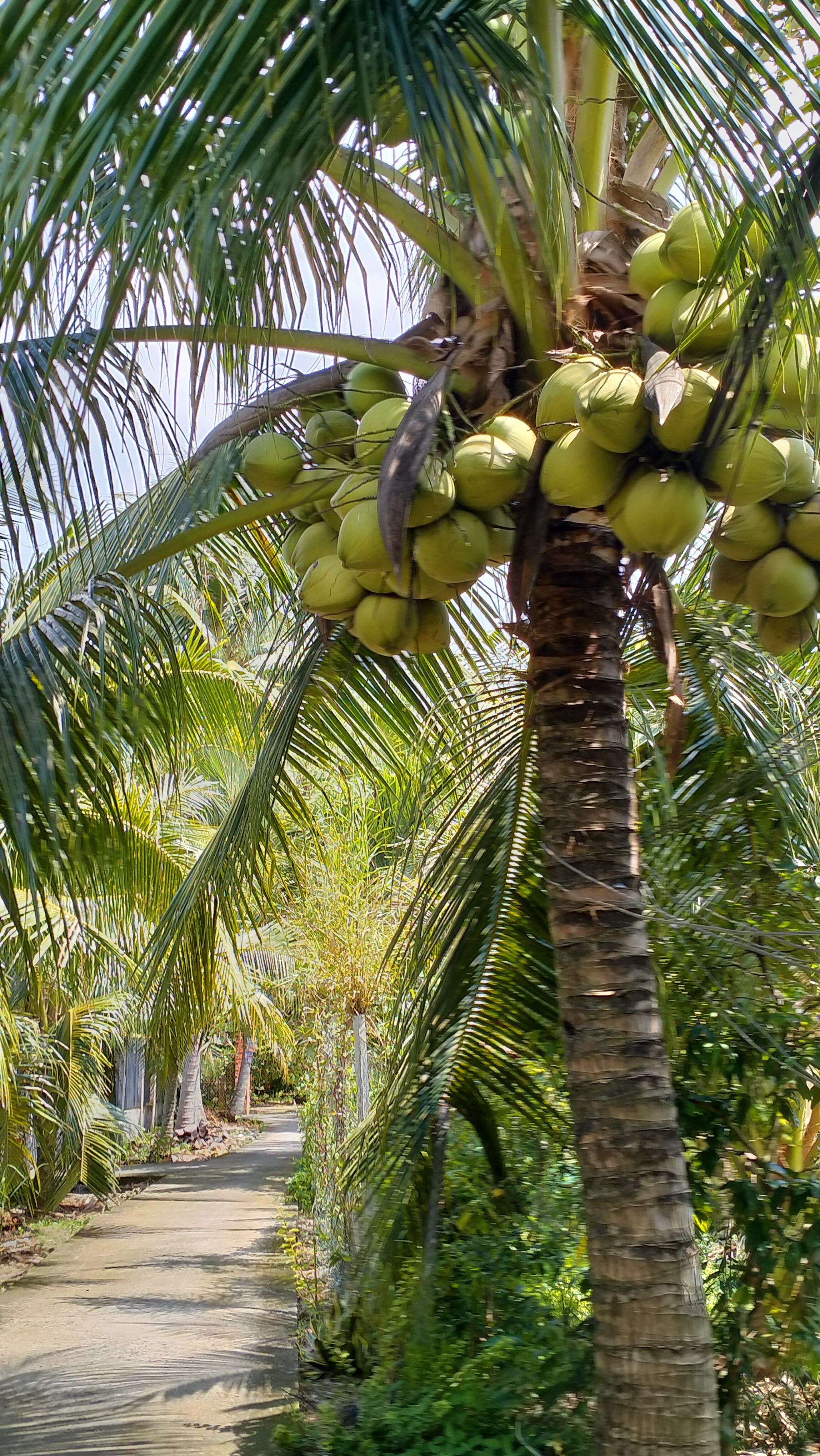 Đất vườn kinh Doanh mặt tiền sông thanh tân mỏ cày view sông hàm luôn ...