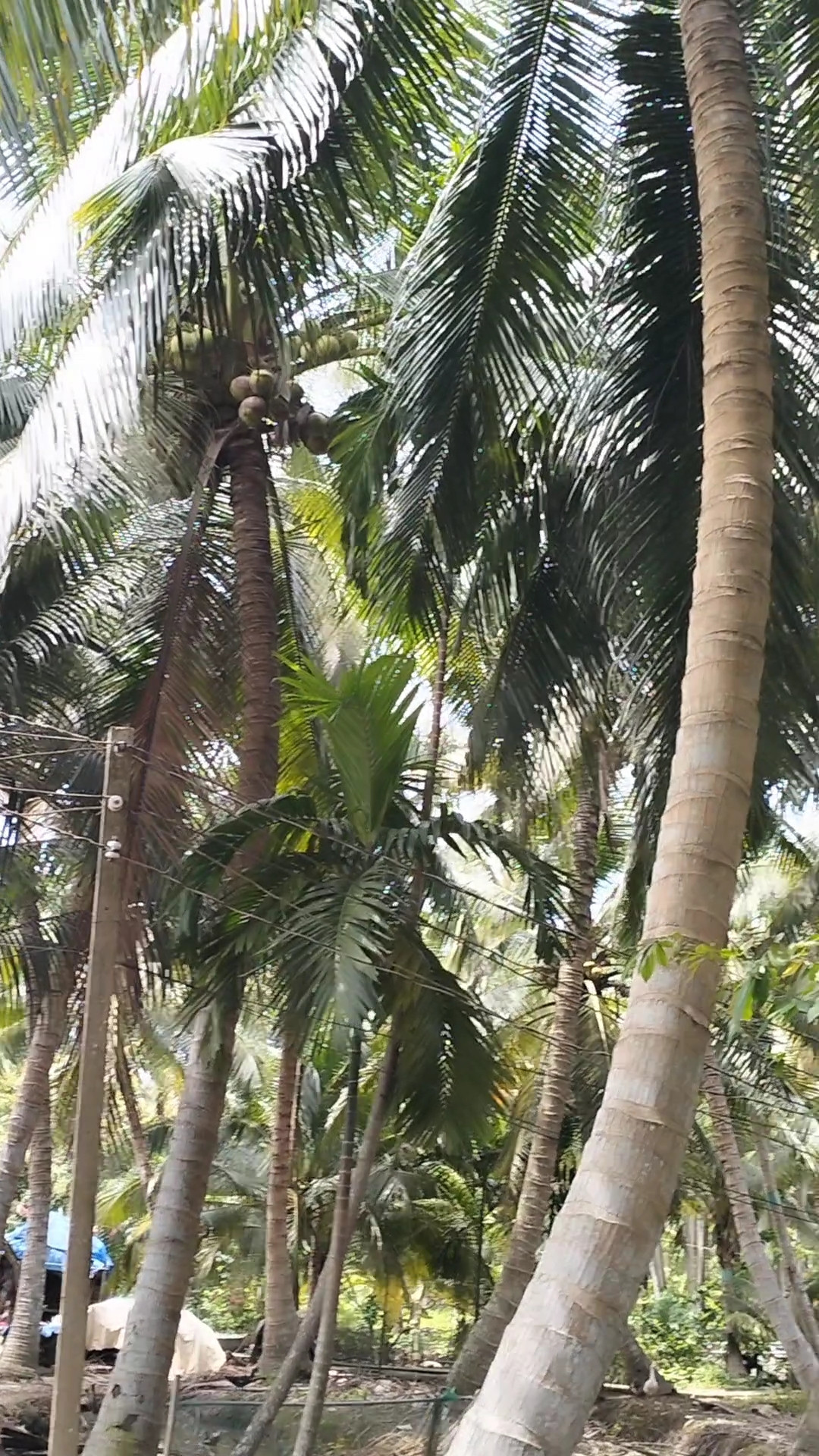 Đất vườn kinh Doanh mặt tiền sông thanh tân mỏ cày view sông hàm luôn ...