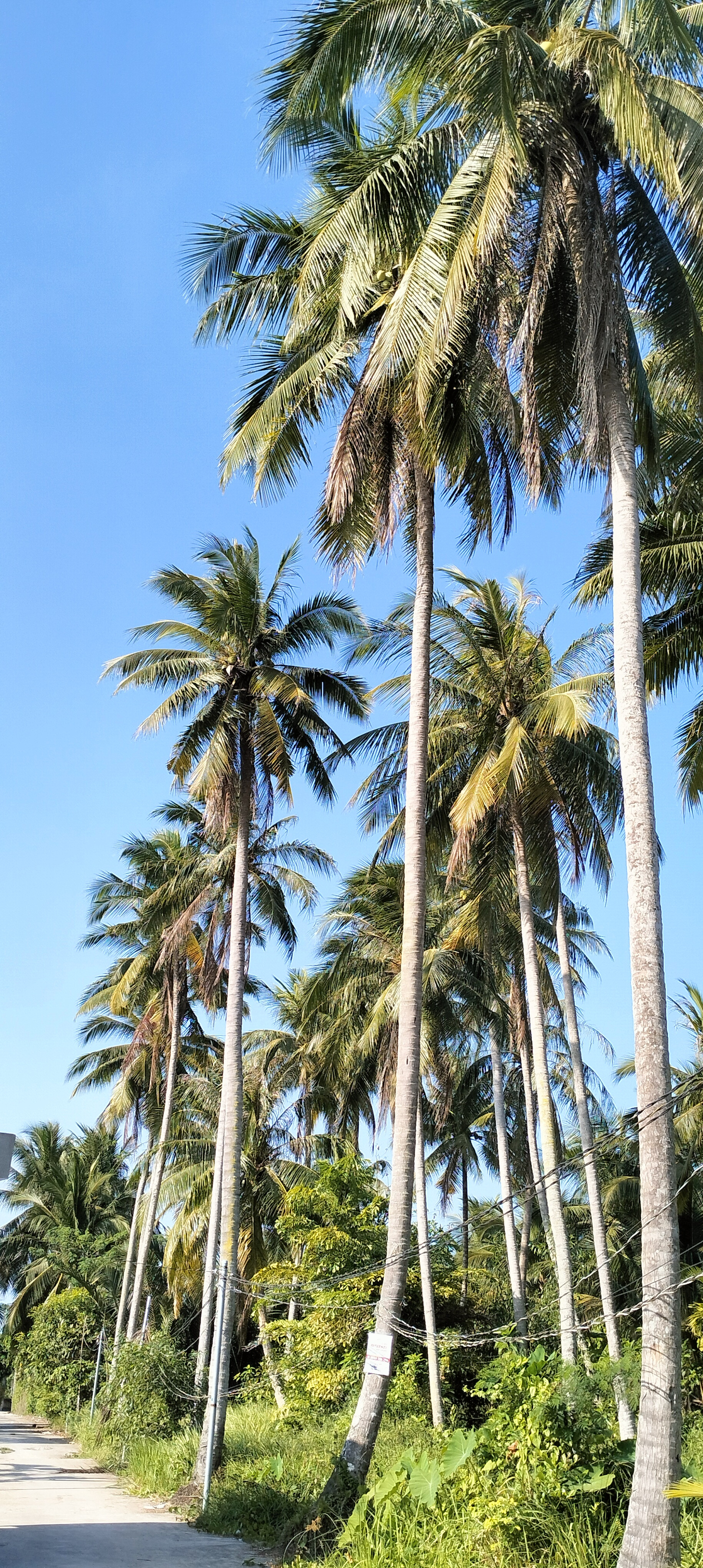 Đất vườn kinh Doanh mặt tiền sông thanh tân mỏ cày view sông hàm luôn ...